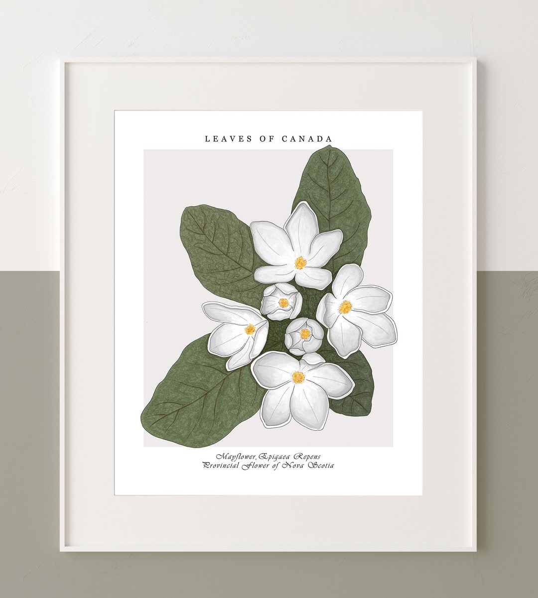 Nova Scotia, Mayflower Botanical Wall Art- the Official Provincial ...