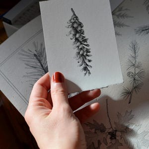 Provincial Trees of Canada, Botanical Drawing, Nature Wall Art - Etsy