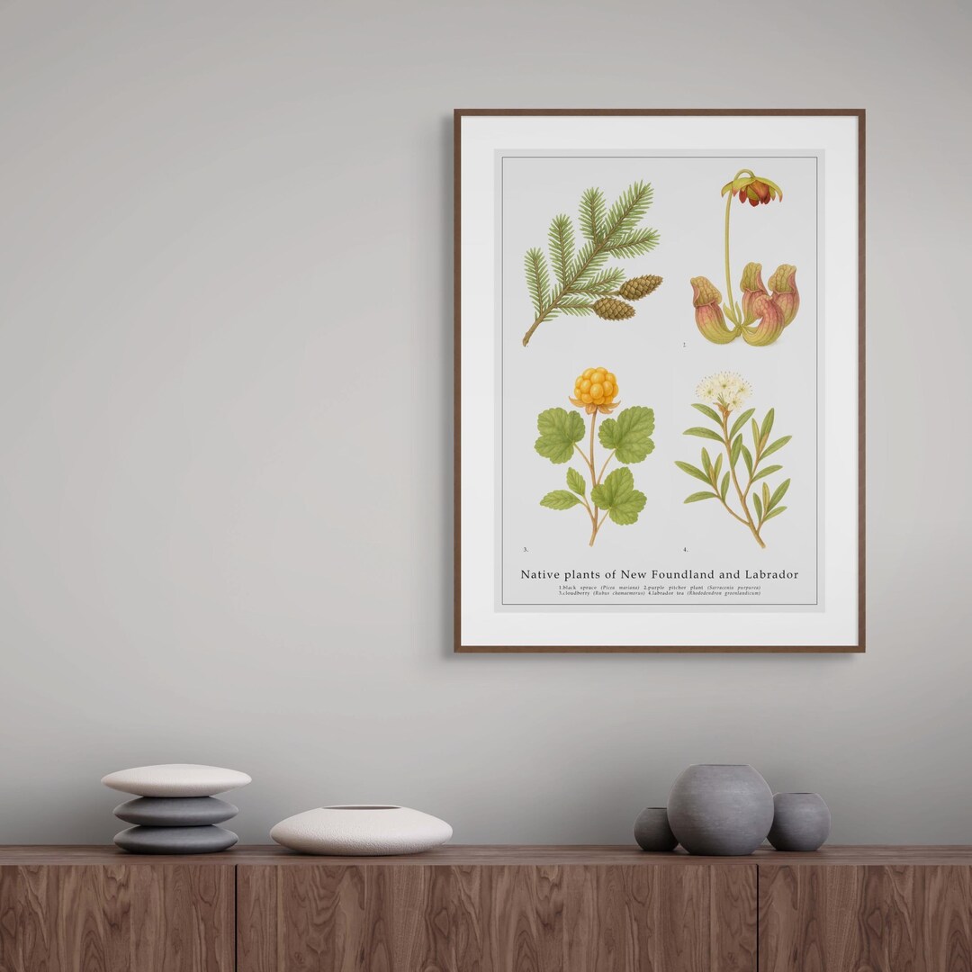 Newfoundland & Labrador Native Plants Wall Art - Botanical Vintage Art ...