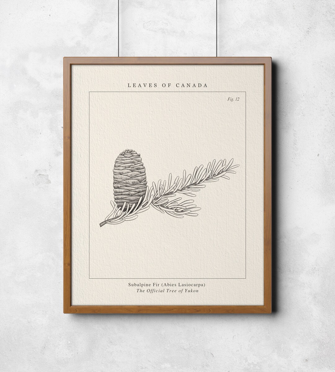 Yukon, Subalpine Fir Botanical Wall Art- the Official Provincial Tree ...