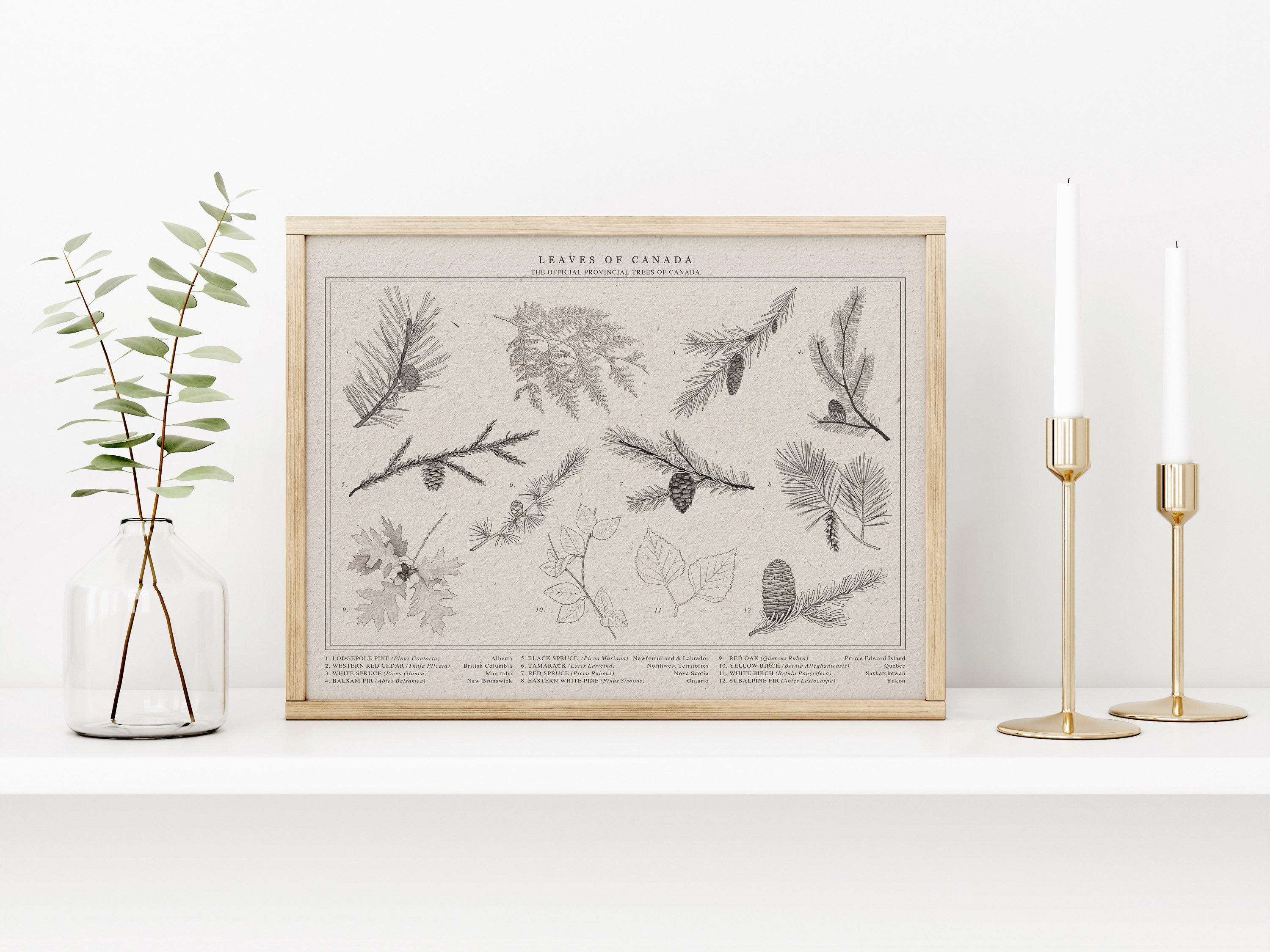 Provincial Trees of Canada, Botanical Drawing, Nature Wall Art - Etsy