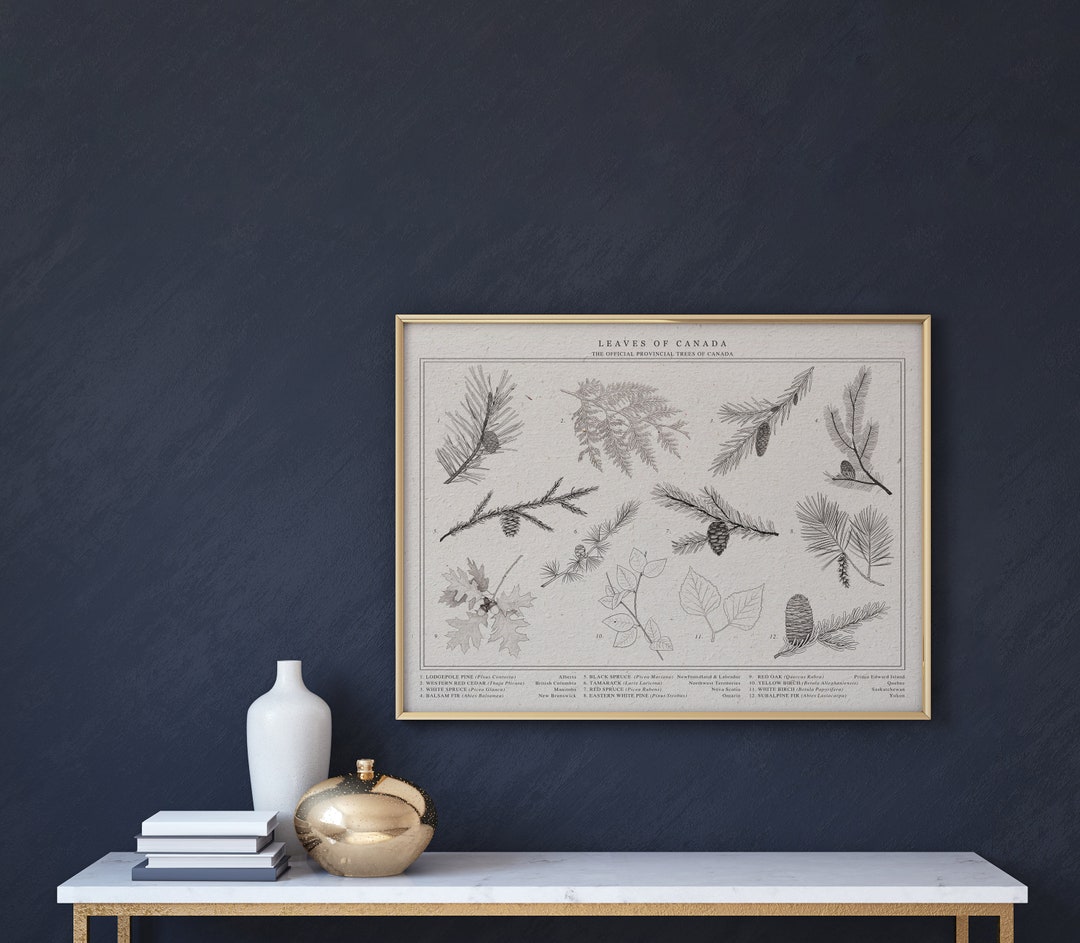 Provincial Trees of Canada, Botanical Drawing, Nature Wall Art - Etsy