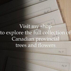 Provincial Trees of Canada, Botanical Drawing, Nature Wall Art - Etsy