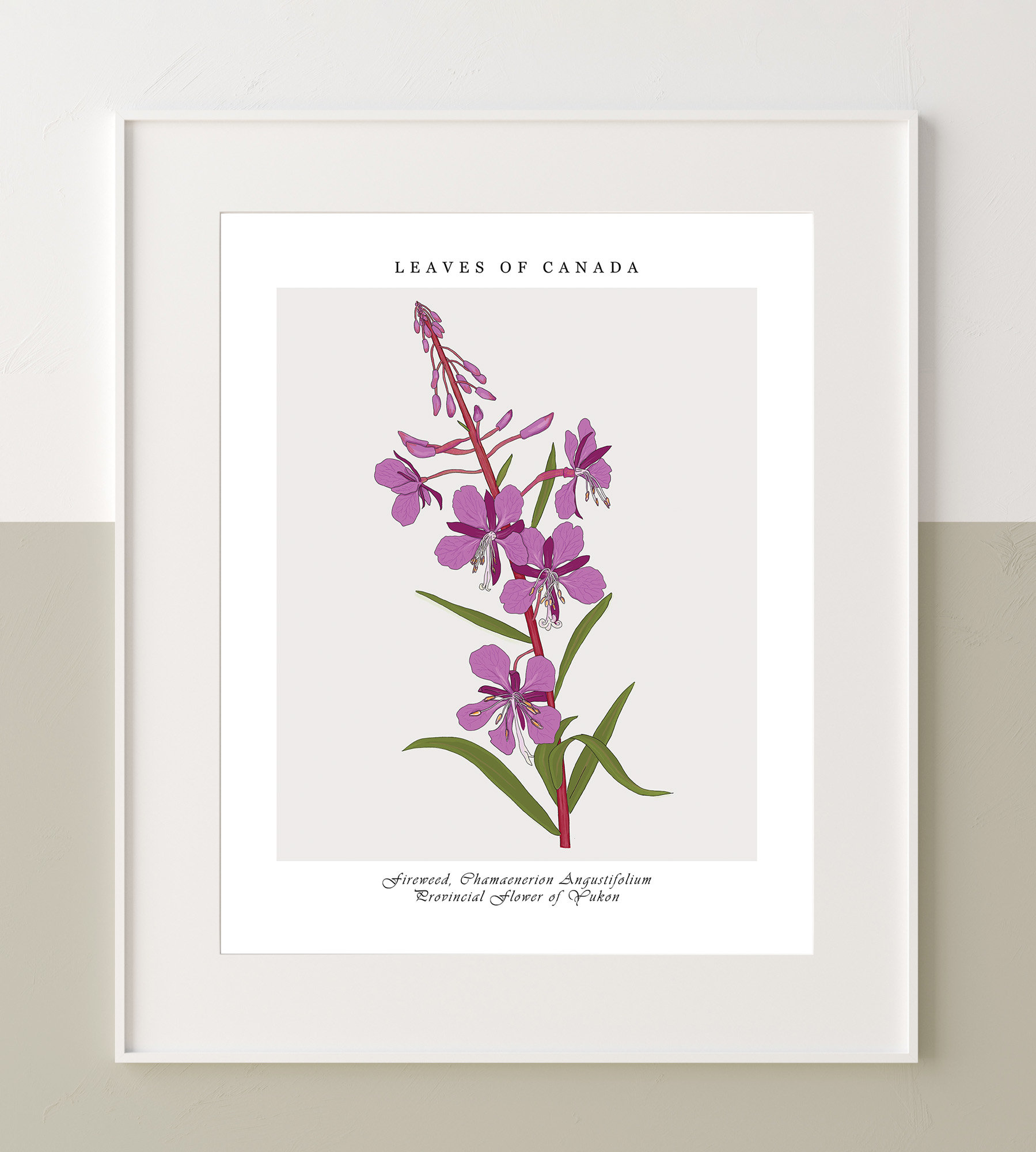 Fireweed Clip Art