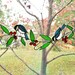 Chickadees on Twisted Wire - Etsy