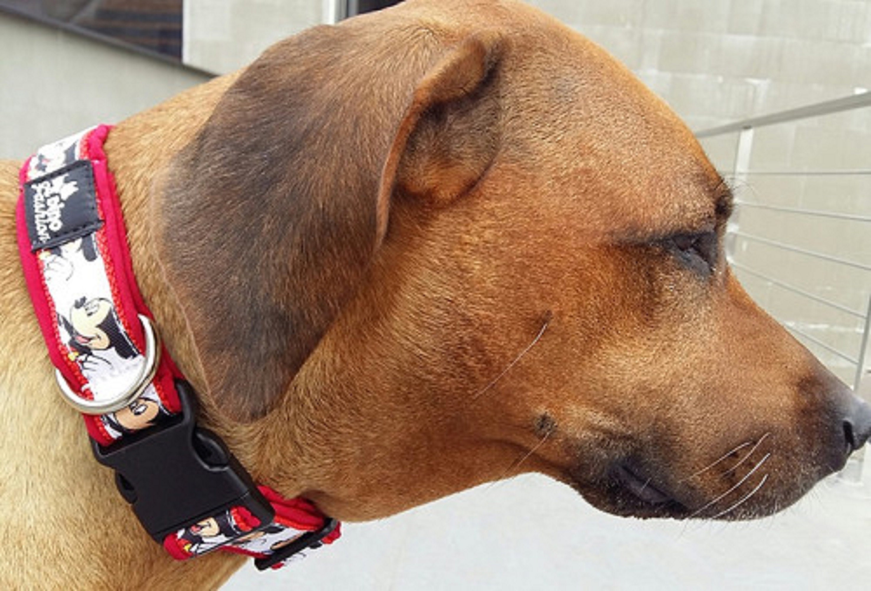 Dog Collar Mickey Mousedog Collar Mickey or Matching Lead - Etsy