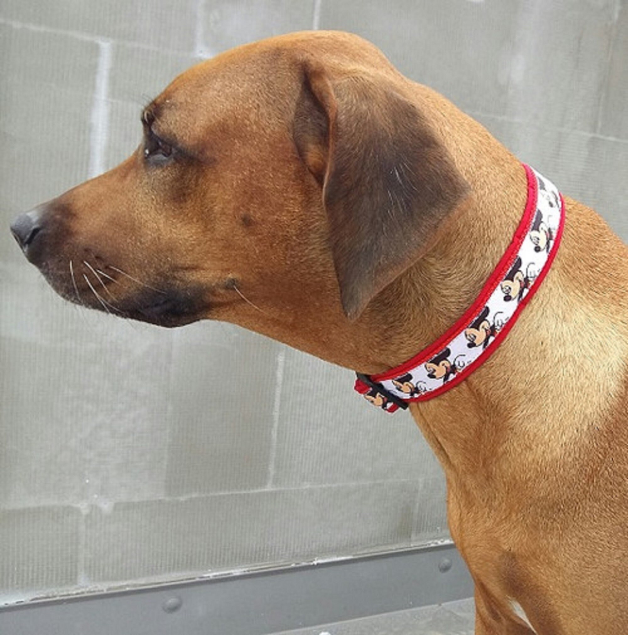 Dog Collar Mickey Mousedog Collar Mickey or Matching Lead - Etsy