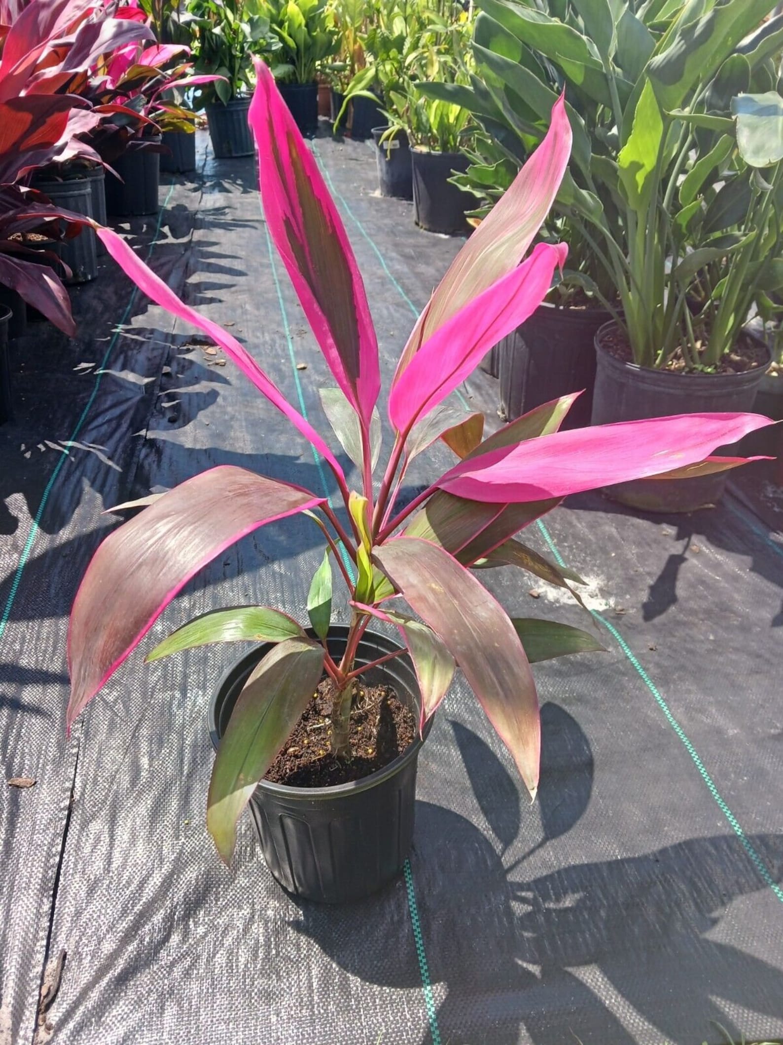 Ti Plant Pink Diamond Chili Pepper Cordyline Fruticosa - Etsy