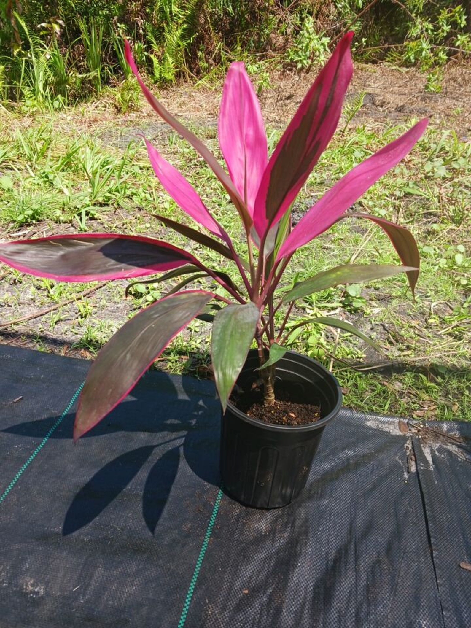 Ti Plant Pink Diamond Chili Pepper Cordyline Fruticosa - Etsy