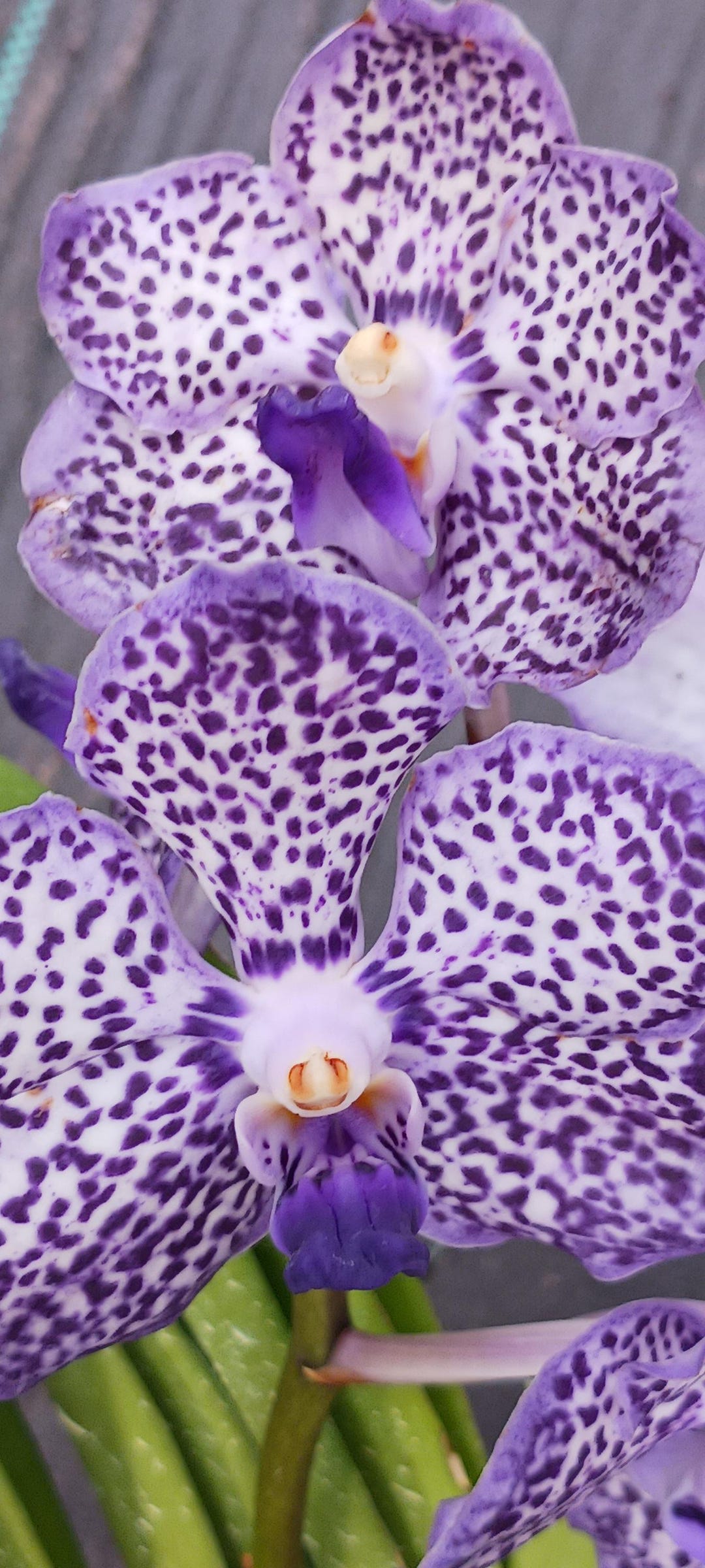 Orchid Vanda Omar Padron Fragrant Tropical Hanging Plant - Etsy