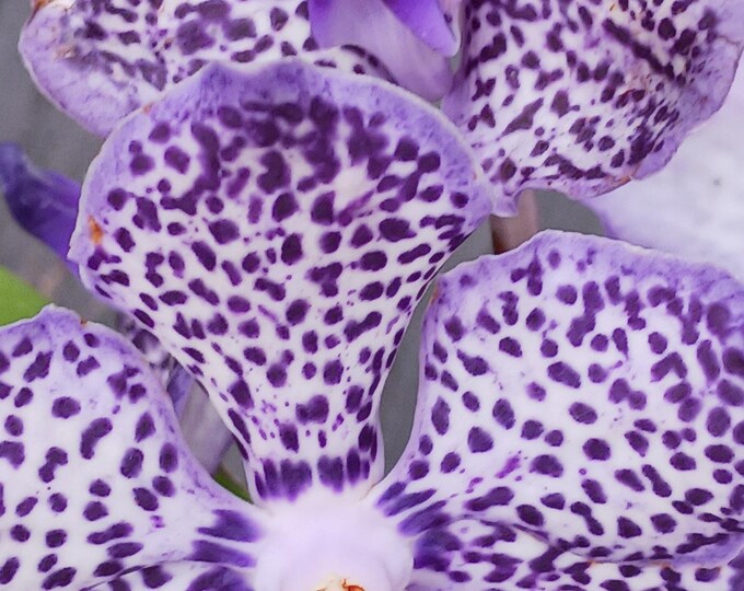 Orchid Vanda Omar Padron Fragrant Tropical Hanging Plant - Etsy