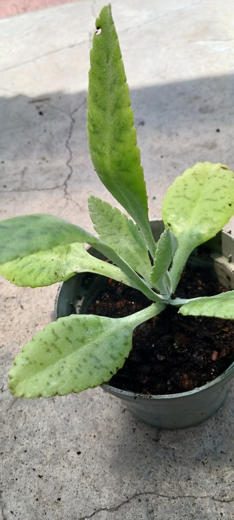 Kalanchoe Gastonis-bonnieri Donkey Ear Succulent Madagascar Plant - Etsy