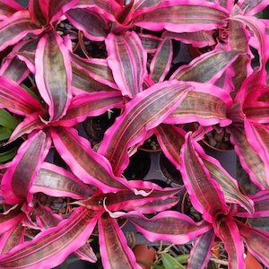 Bromeliad Cryptanthus Red Baron Living Colors Terrarium Dish Garden ...