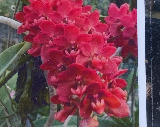 Orchid Vanda Rhy Gigantea Super Tangerine Very Fragrant Tropical ...