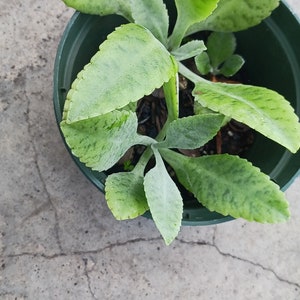 Kalanchoe Gastonis-bonnieri Donkey Ear Succulent Madagascar Plant - Etsy