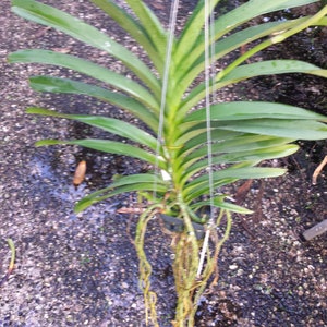 Orchid Vanda Pachara Delight Pachara Tropical Hanging Plant - Etsy