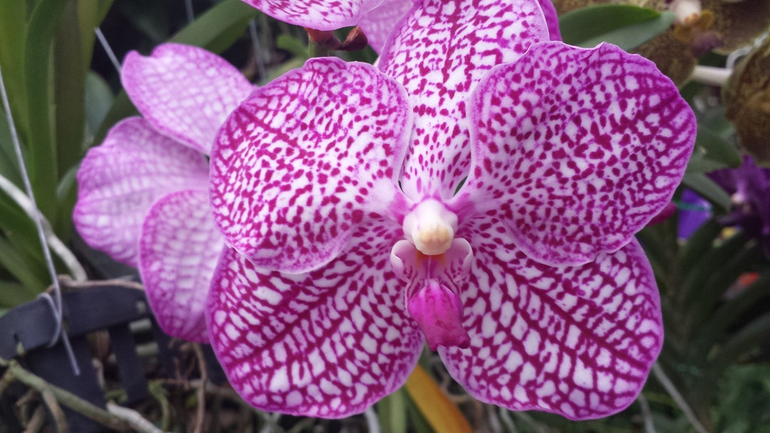 Orchid Vanda 3 Pack Pink Color Tropical Hanging Plant - Etsy