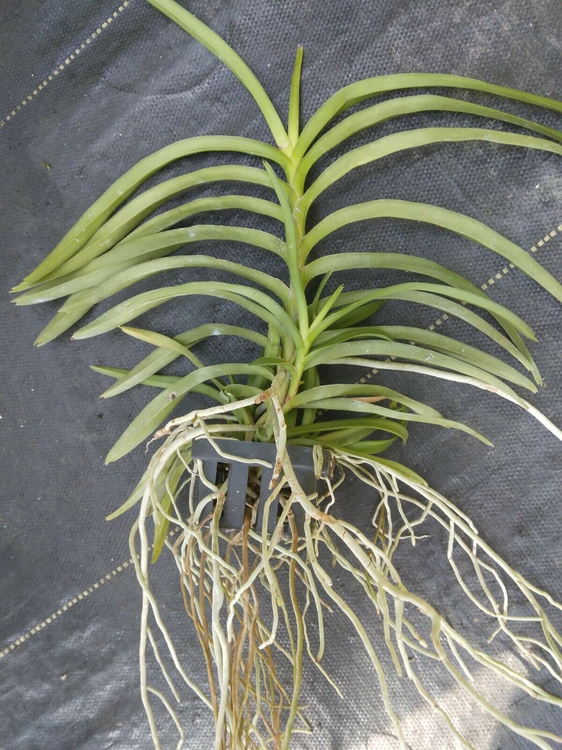 Orchid Vanda Mariae Philippine Species Exotic Tropical Plants - Etsy