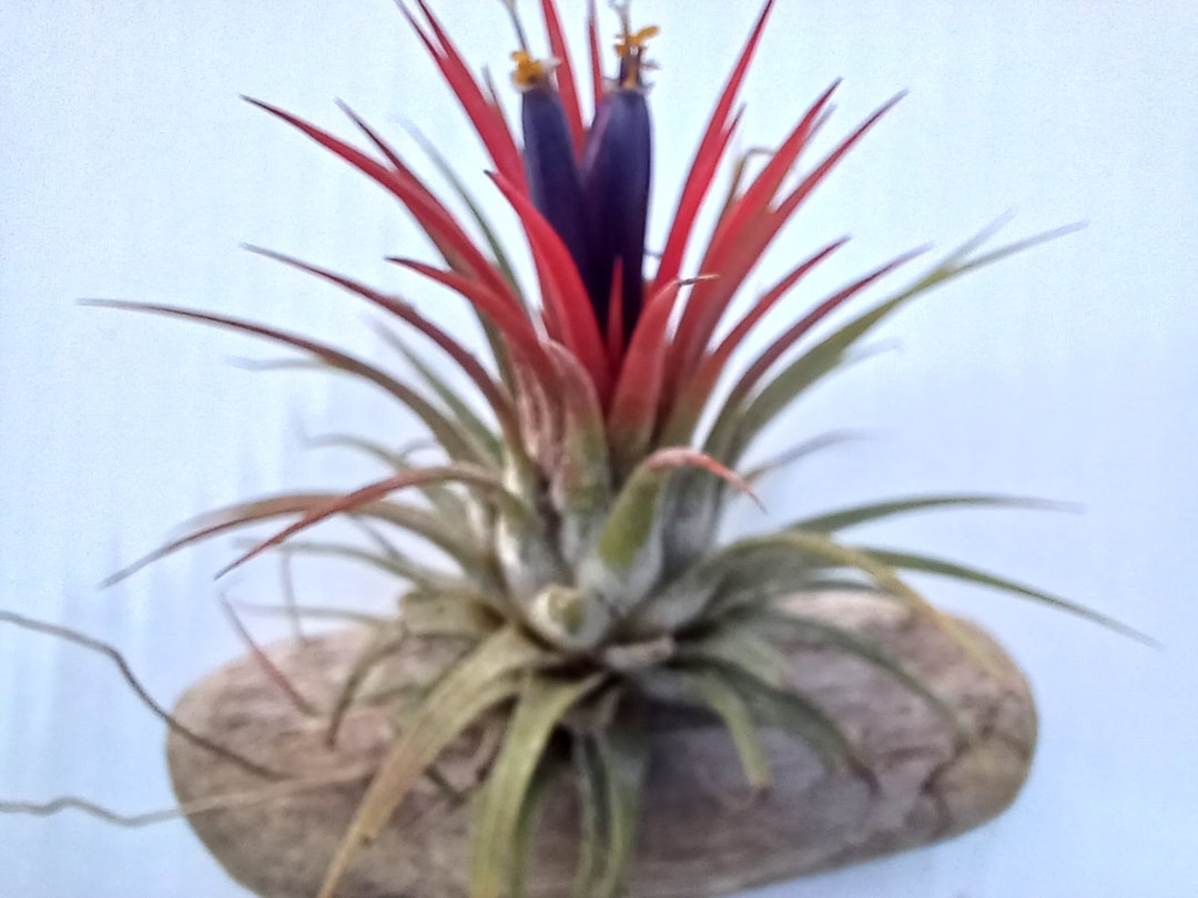 Bromeliad Tillandsia, AKA Air Plant Mounted on Driftwood for Terrarium ...