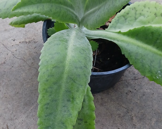 Kalanchoe Gastonis-bonnieri Donkey Ear Succulent Madagascar Plant - Etsy