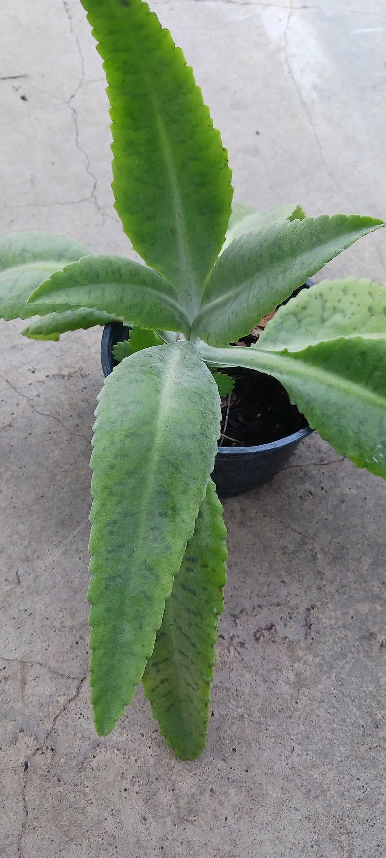 Kalanchoe Gastonis-bonnieri Donkey Ear Succulent Madagascar Plant - Etsy