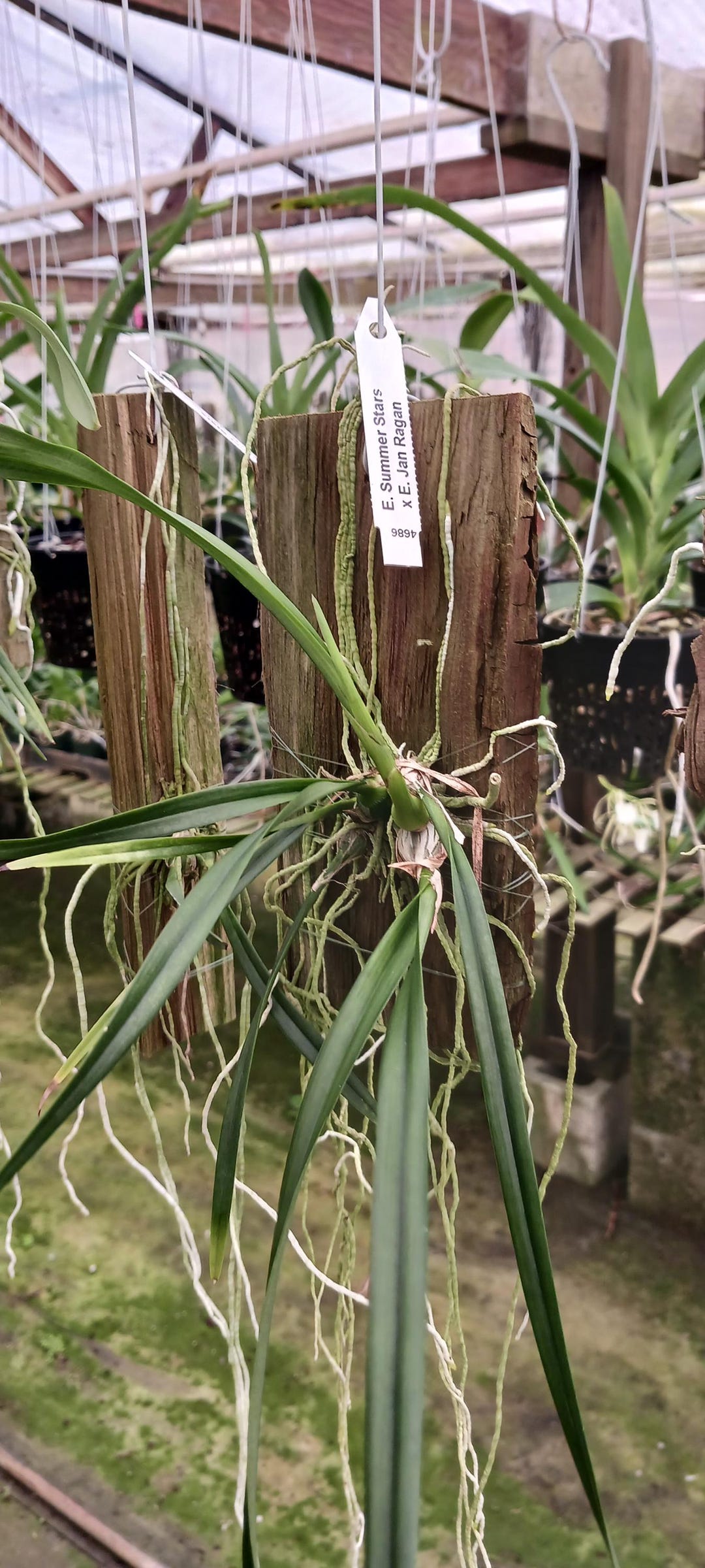 Orchid Cattleya Epidendrum Summer Stars X Jan Ragan Mounted on Cedar ...