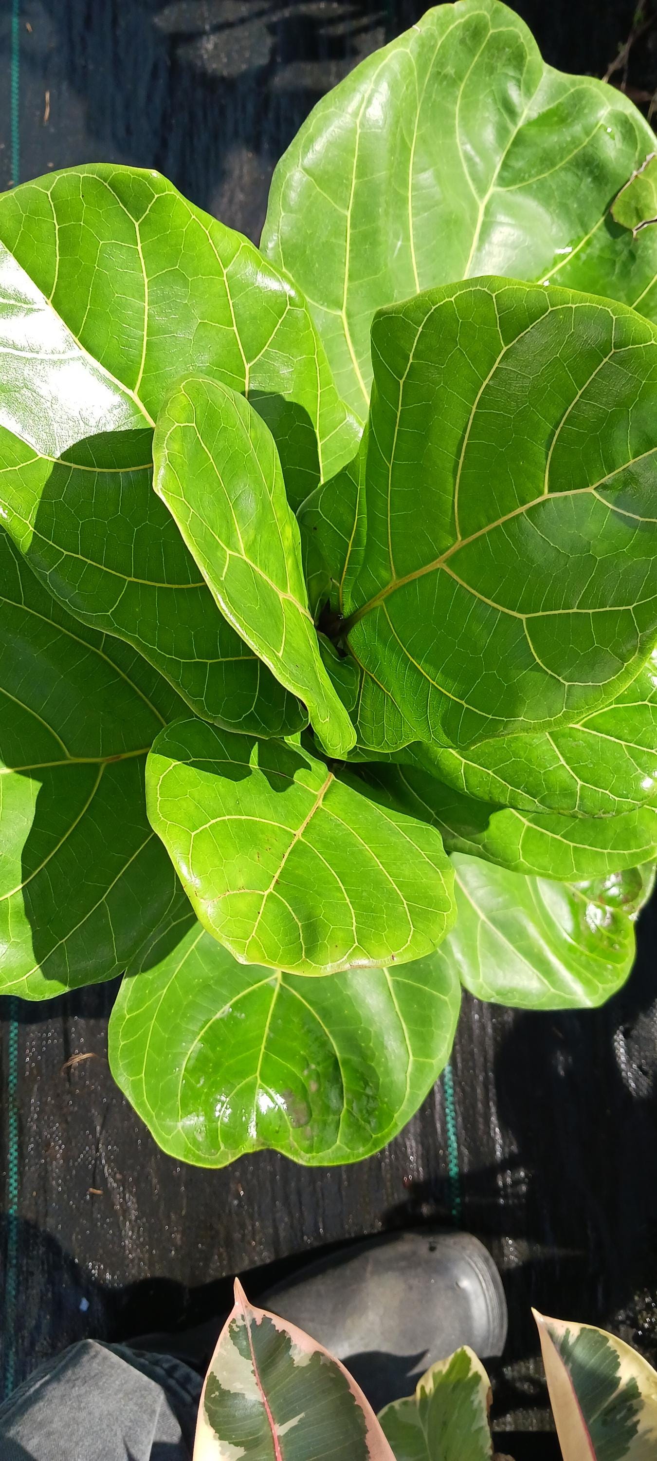 Ficus Lyrata Fiddle Leaf Fig Tropical Large House Plant - Etsy