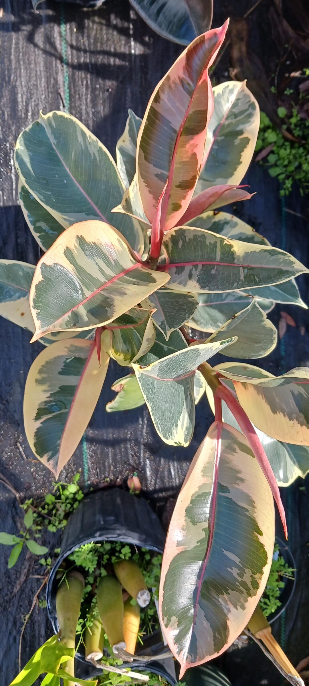 Ficus Tineka Aka Ruby Variegated Rubber Plant Tropical Large House ...