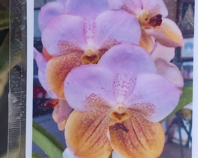 Orchid Vanda Thonglor-sanderiana X Suksamran Gold Tropical Hanging ...