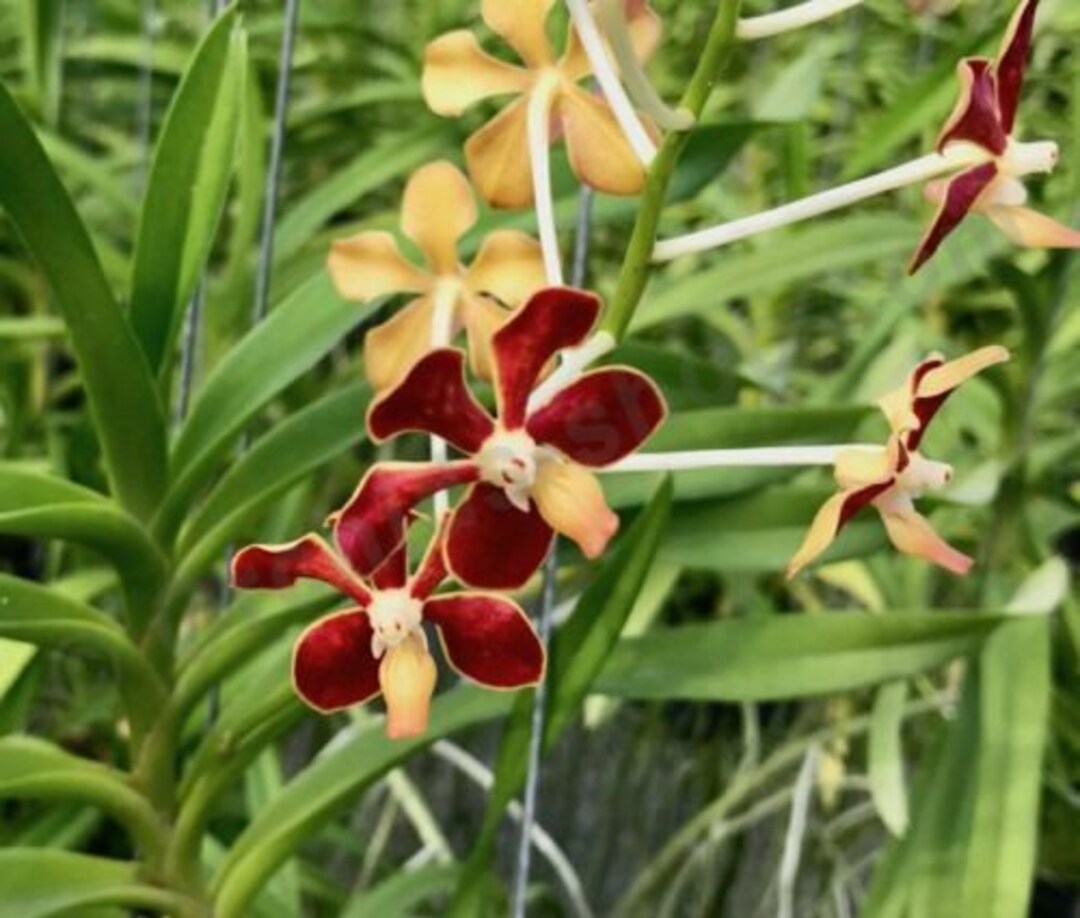 Orchid Vanda Mariae Philippine Species Exotic Tropical Plants - Etsy