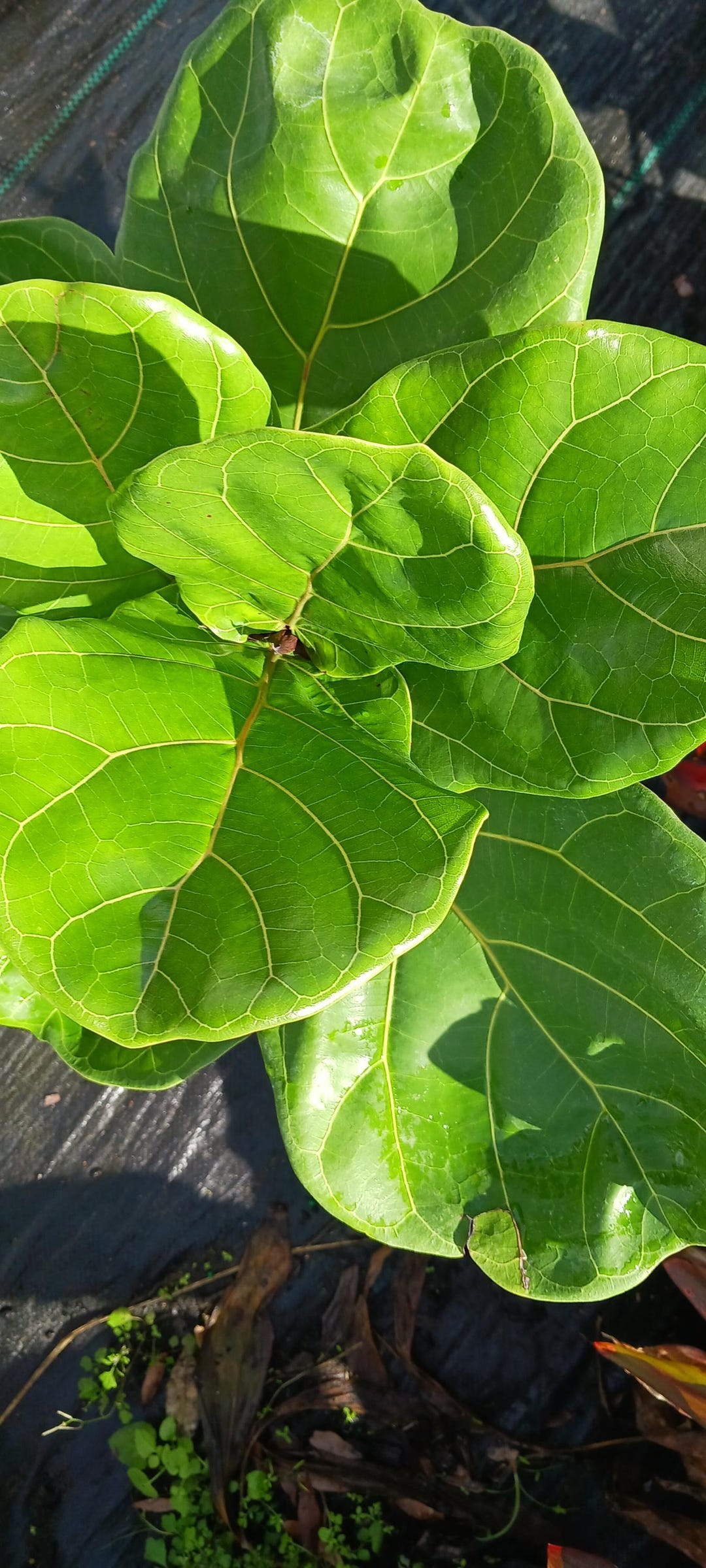 Ficus Lyrata Fiddle Leaf Fig Tropical Large House Plant - Etsy