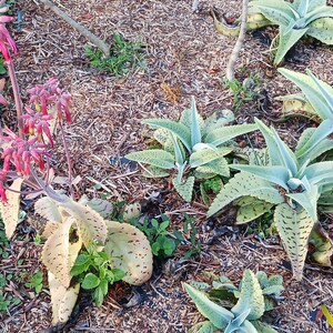 Kalanchoe Gastonis-bonnieri Donkey Ear Succulent Madagascar Plant - Etsy