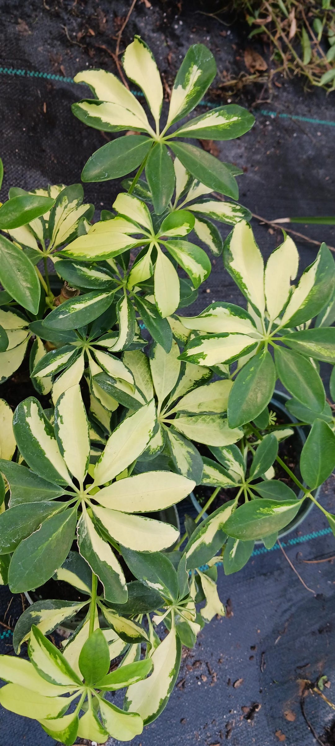 Schefflera Arboricola 'trinette' Tropical Umbrella Plant Bonsai - Etsy