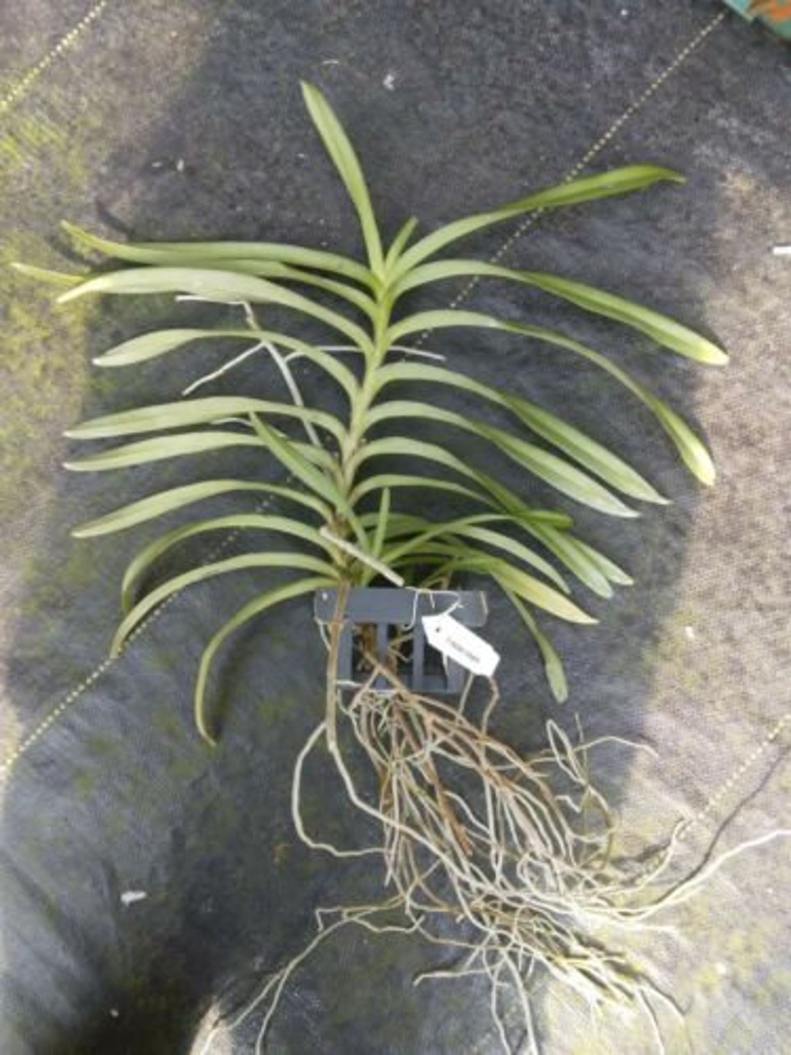 Orchid Vanda Mariae Philippine Species Exotic Tropical Plants - Etsy