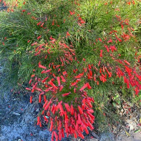 Hummingbird Carpet Plant - Etsy