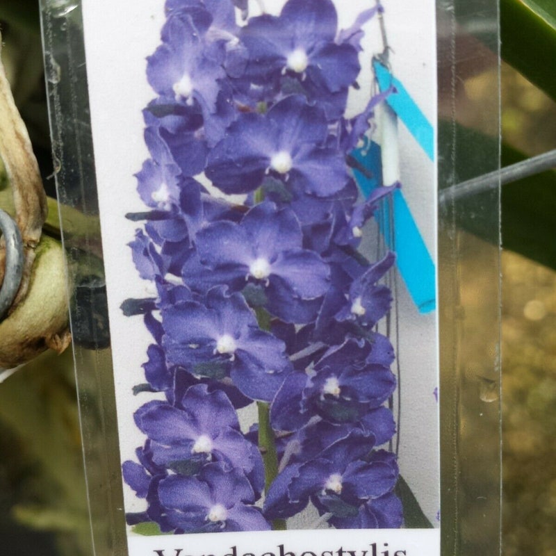 Blue Purple Orchid - Etsy