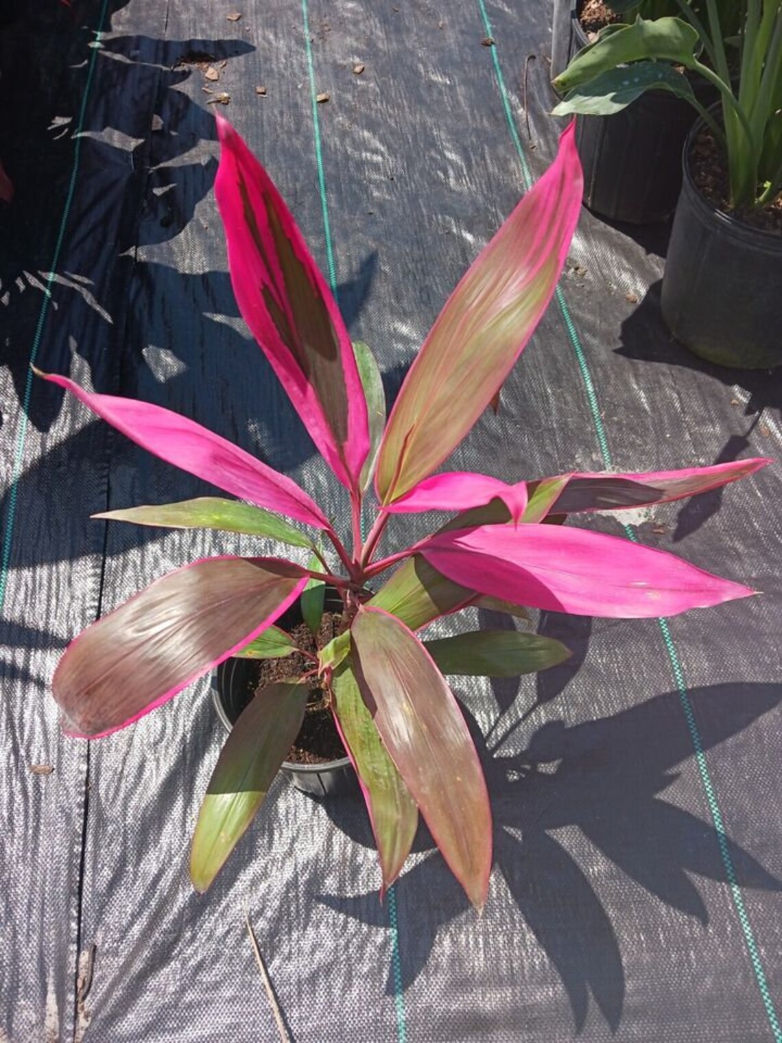 Ti Plant Pink Diamond Chili Pepper Cordyline Fruticosa - Etsy