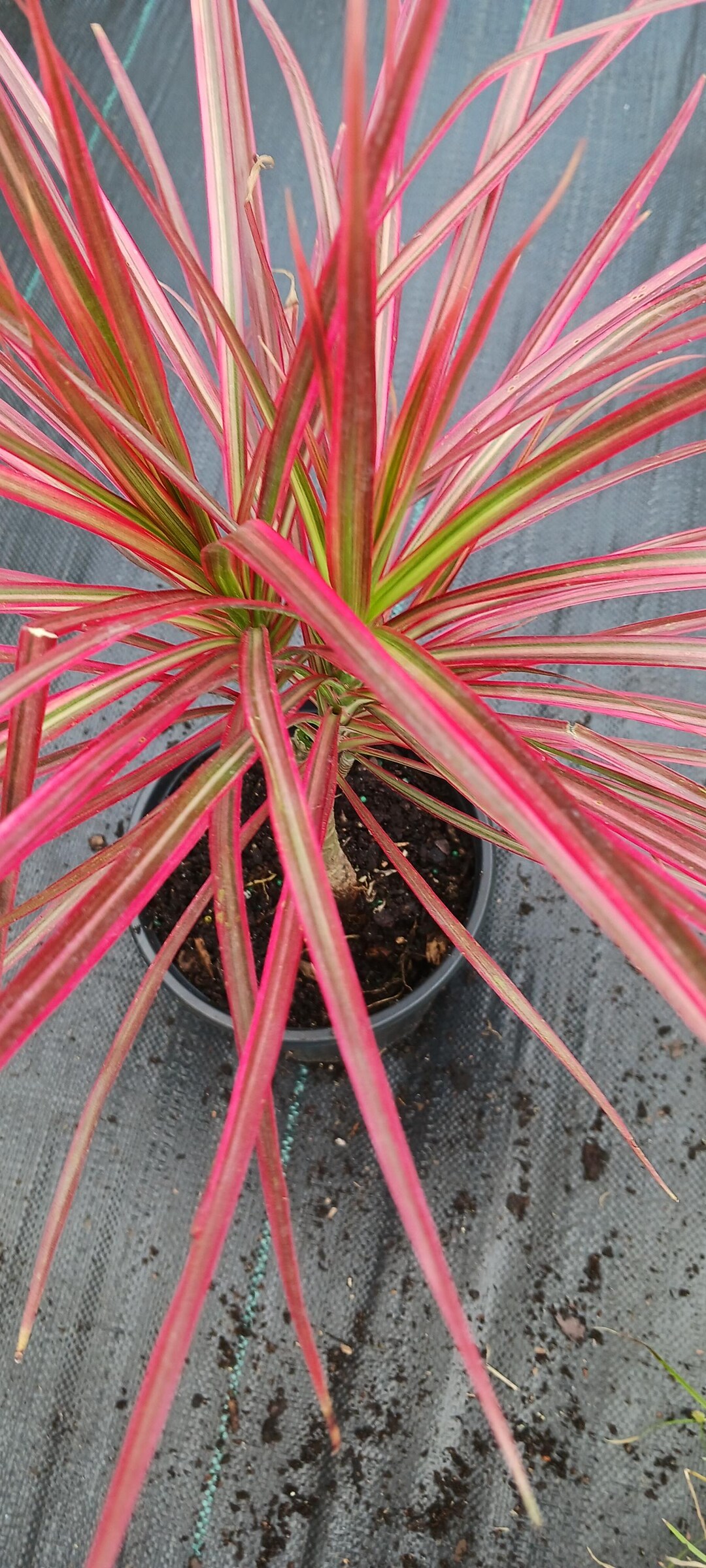 Dracaena Marginata Tricolor Dragon Tree Pink Aka Colorama Desk Top Size ...