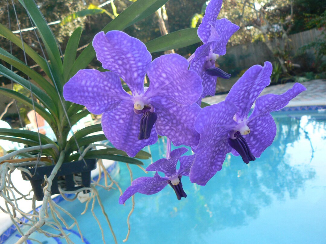Orchid Vanda Pachara Delight Pachara Tropical Hanging Plant - Etsy