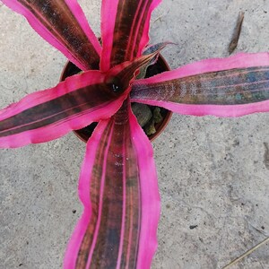 Bromeliad Cryptanthus Red Baron Living Colors Terrarium Dish Garden ...