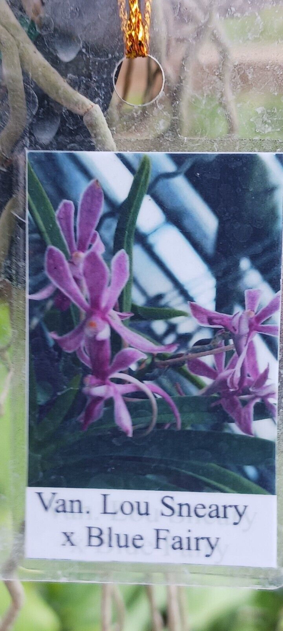 Orchid Vanda Lou Sneary X Blue Fairy Miniature Micro Mounted - Etsy