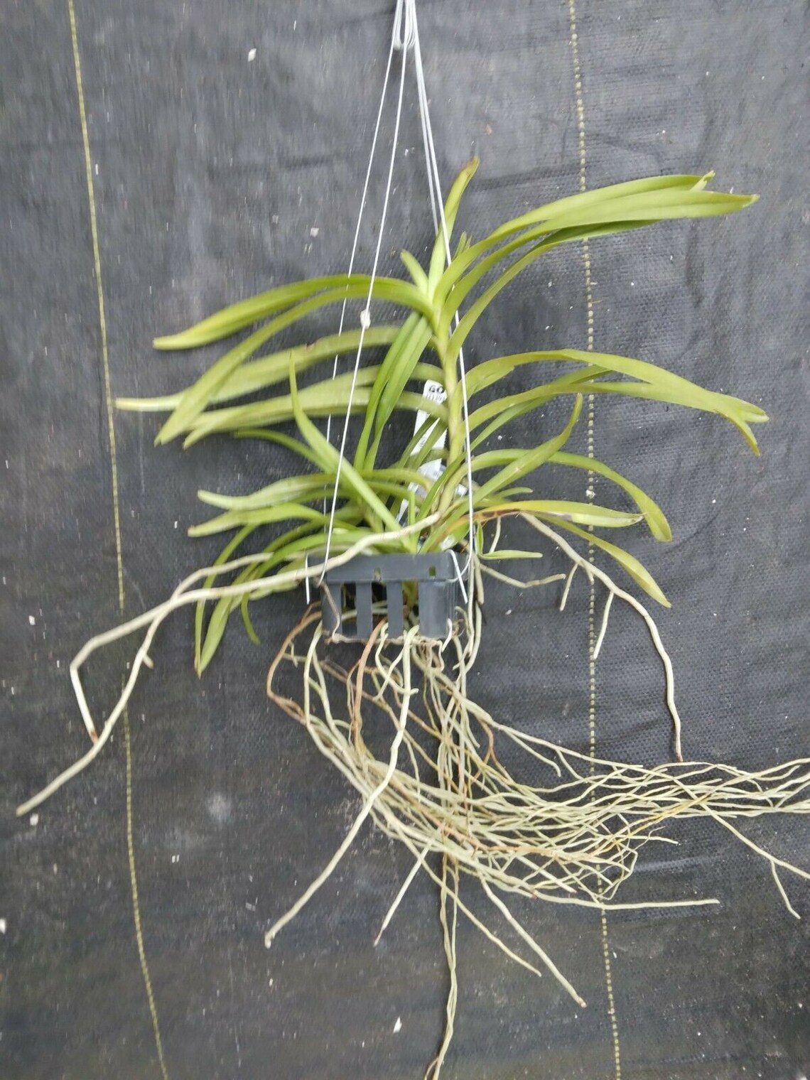 Orchid Vanda Mariae Philippine Species Exotic Tropical Plants - Etsy