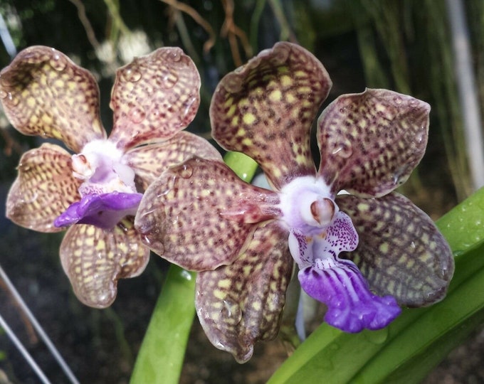 Orchid Vanda Mariae Philippine Species Exotic Tropical Plants - Etsy