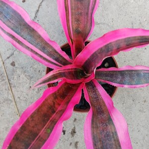 Bromeliad Cryptanthus Red Baron Living Colors Terrarium Dish Garden ...