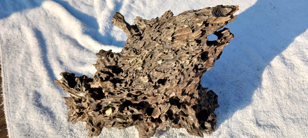 Salty and Pitted! Natural Sculpture, Driftwood, Citrus, Hardwood ...