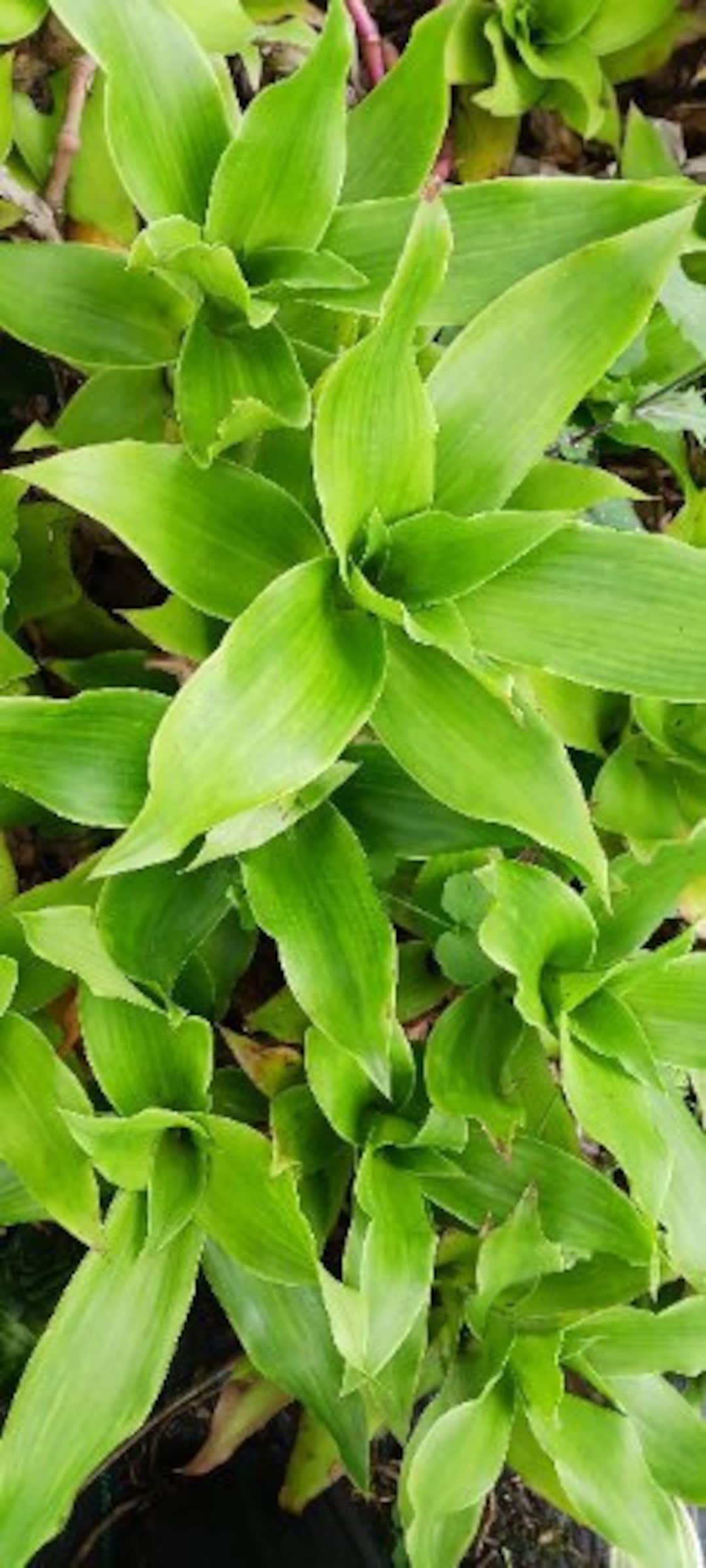 Callisia Fragrans Basket Plant Octopus Plant House Ginseng False ...