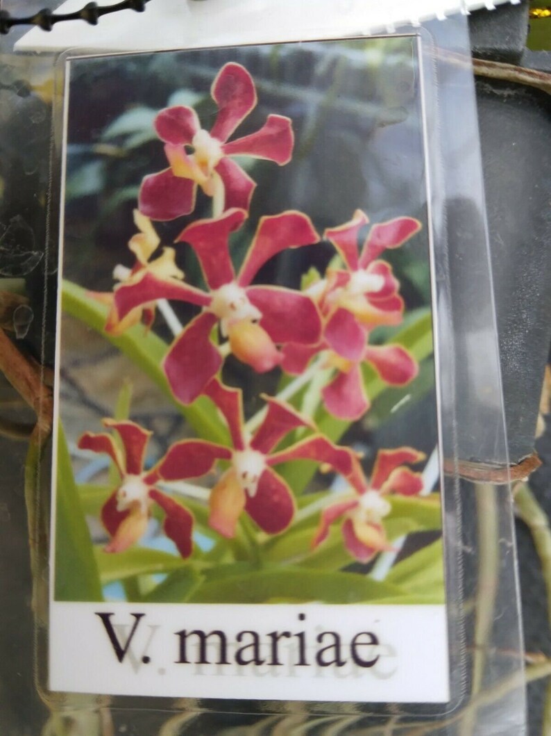 Orchid Vanda Mariae Philippine Species Exotic Tropical Plants - Etsy