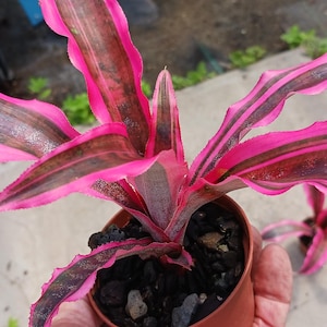 Bromeliad Cryptanthus Red Baron Living Colors Terrarium Dish Garden ...