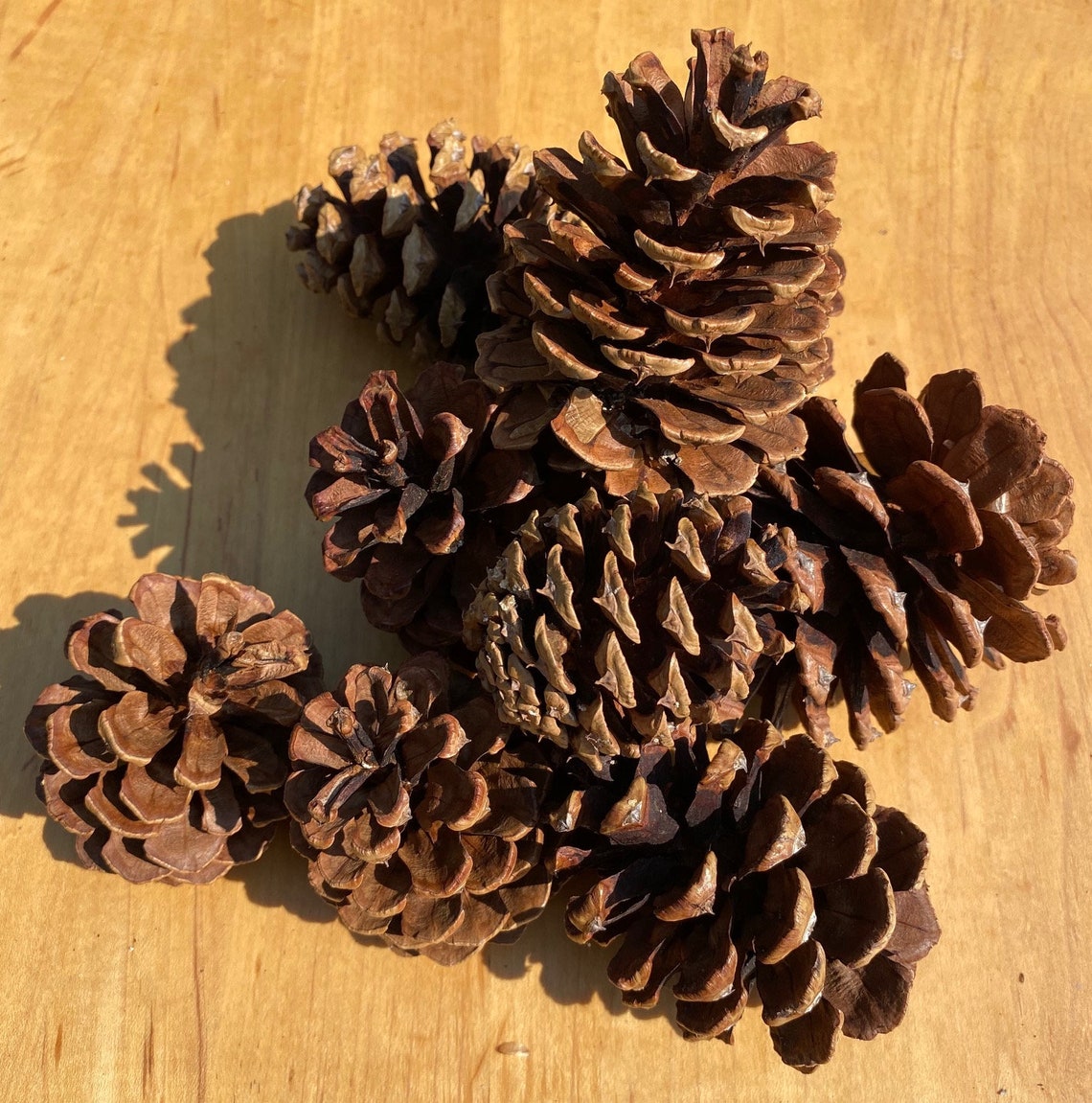 Colorado Ponderosa Pinecones (50) - Etsy