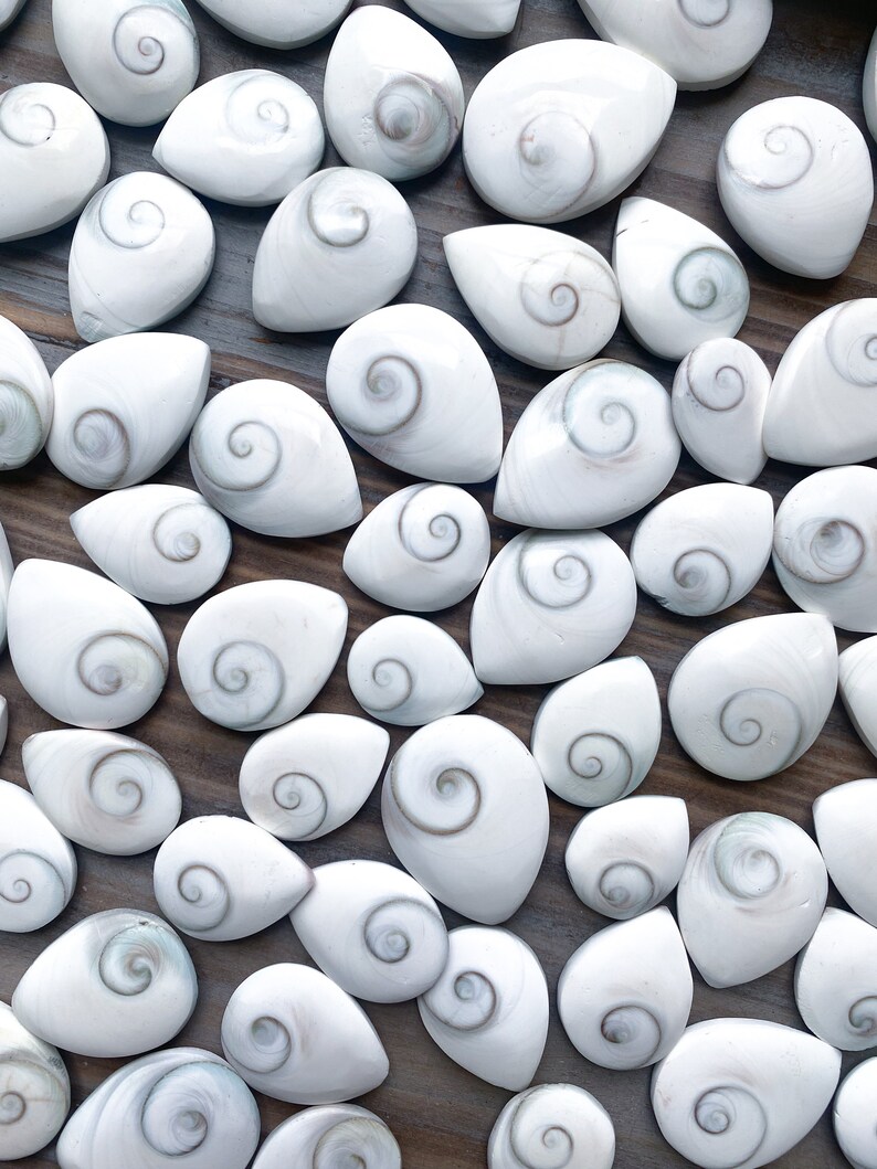 RARE Shiva Eye Shell Tear Drop Shape - Etsy